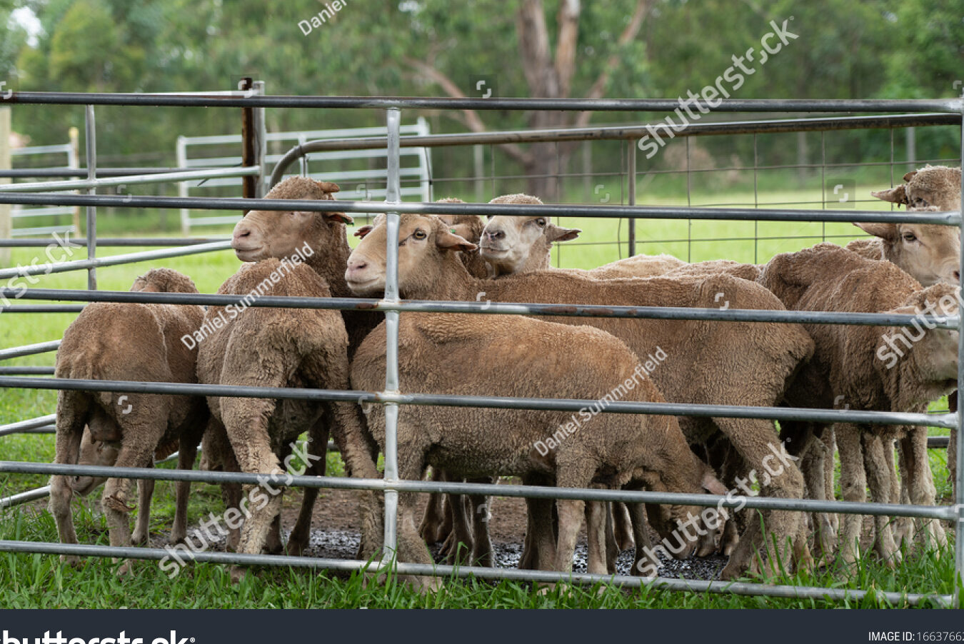 La importancia del "redil" en la fe cristiana: significado bíblico