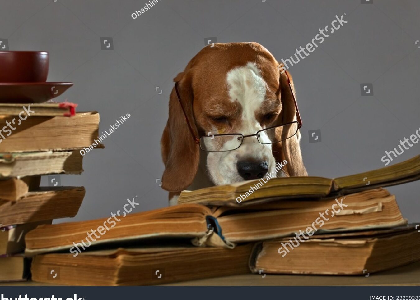 El poder del perro y su relación con la fe en la Biblia: una reflexión